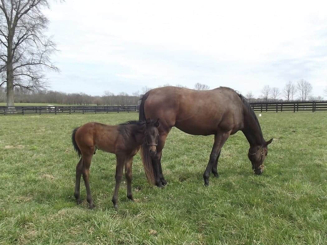 VISIT HORSE COUNTRY | Visit Horse Country Kentucky