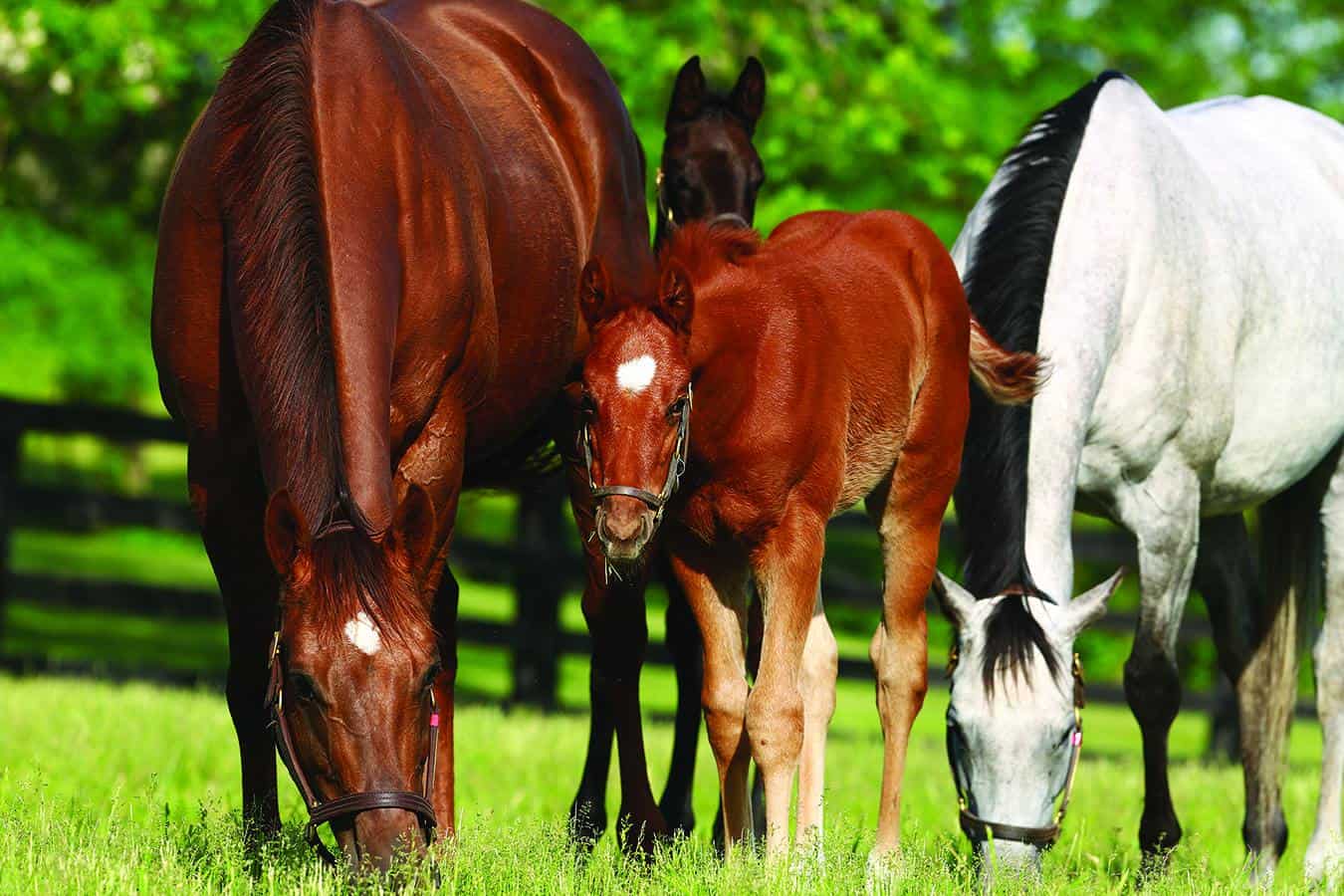 VISIT HORSE COUNTRY | Visit Horse Country Kentucky