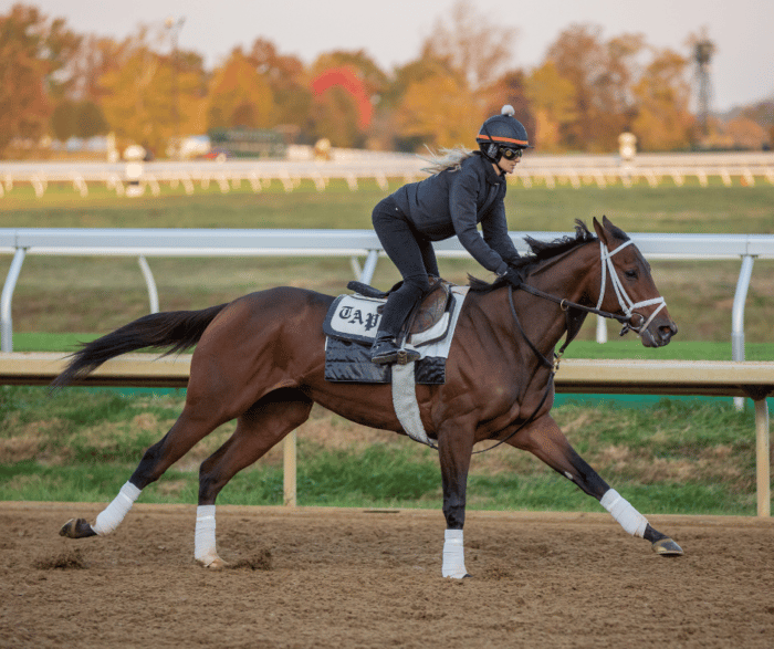 VISIT HORSE COUNTRY | Life Cycle of a Thoroughbred