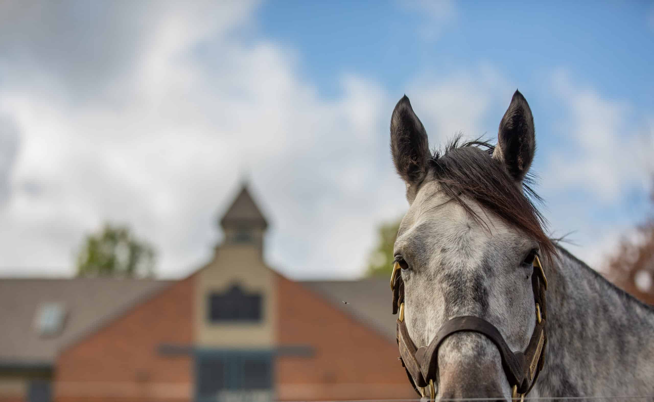 Godolphin Photo Gallery - Visit Horse Country