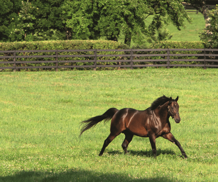 VISIT HORSE COUNTRY | New Here? Spring
