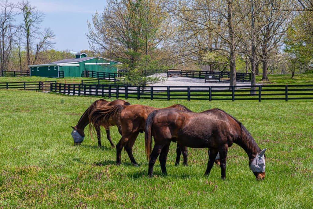 Prospect / Oldham County - Visit Horse Country