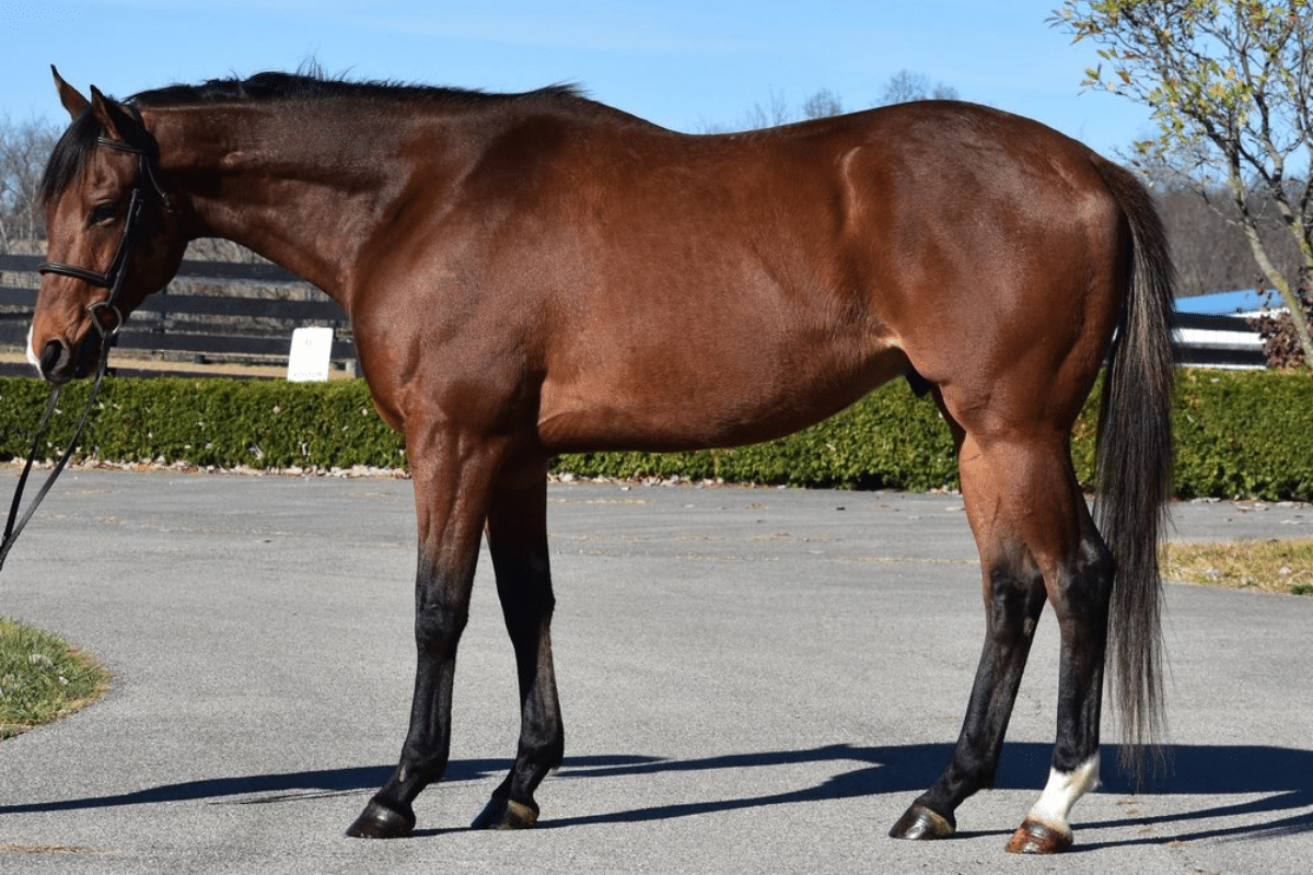 Find Your Perfect Fit with our Adoptable Horse of the Month - Visit ...