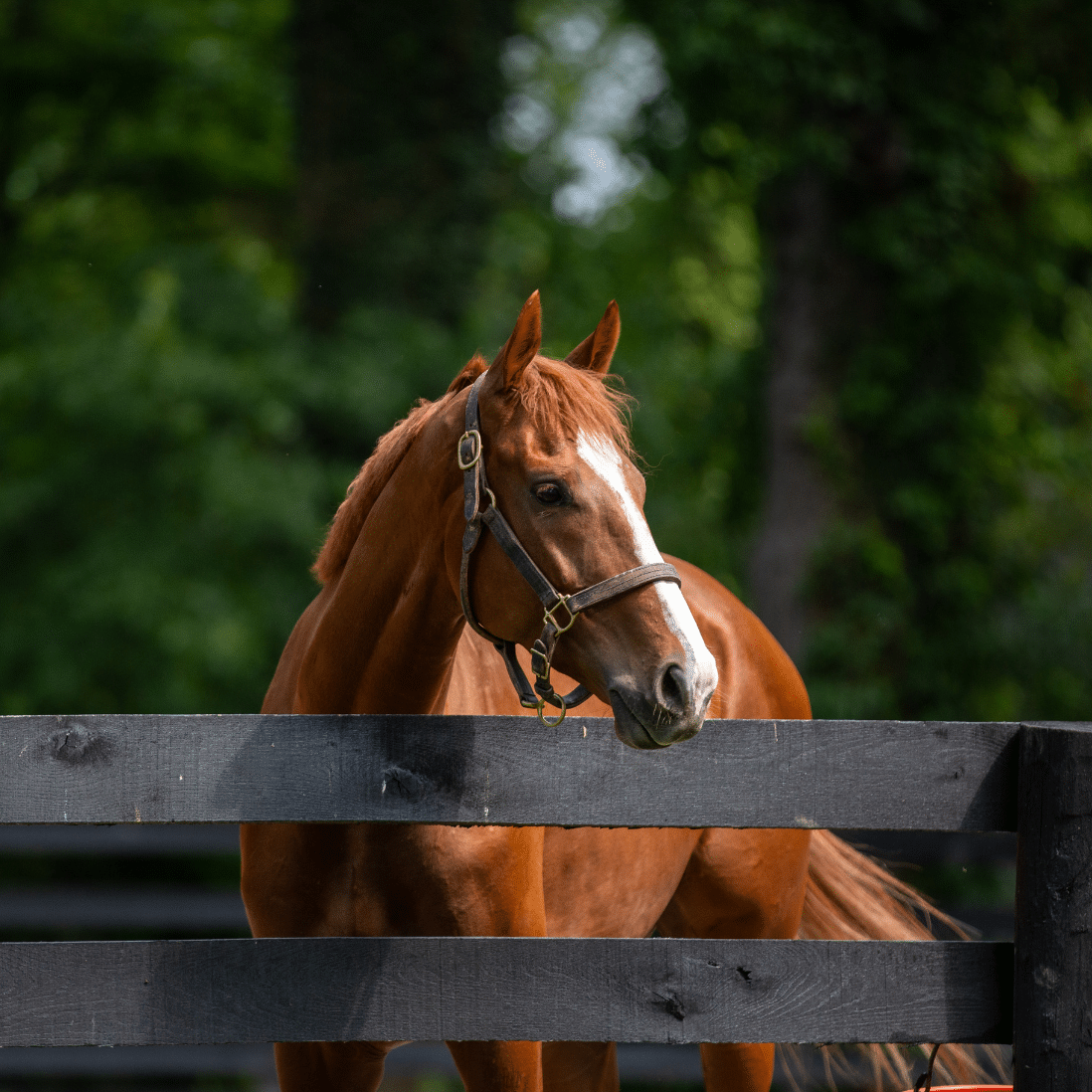 Map - Visit Horse Country