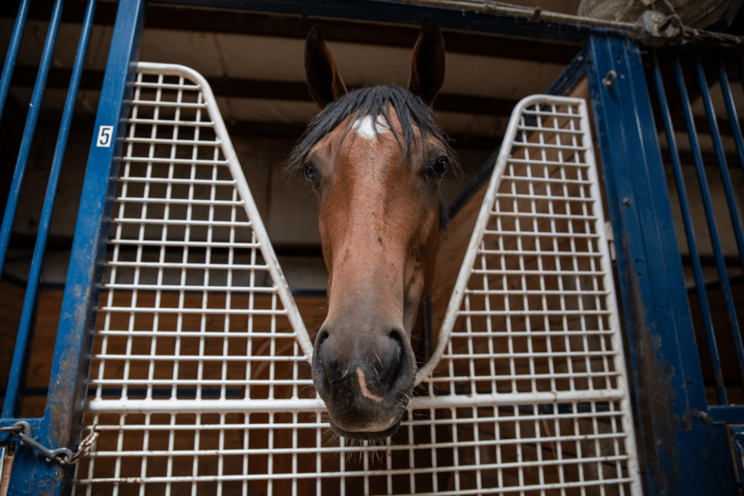 VISIT HORSE COUNTRY | McPeek Racing at Magdalena Farm