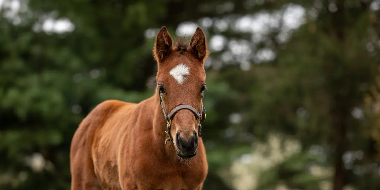 Foal-Filled Weekend Itinerary - Visit Horse Country