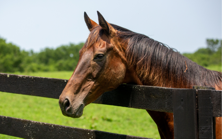 Thoroughbred Retirement Foundation - Visit Horse Country