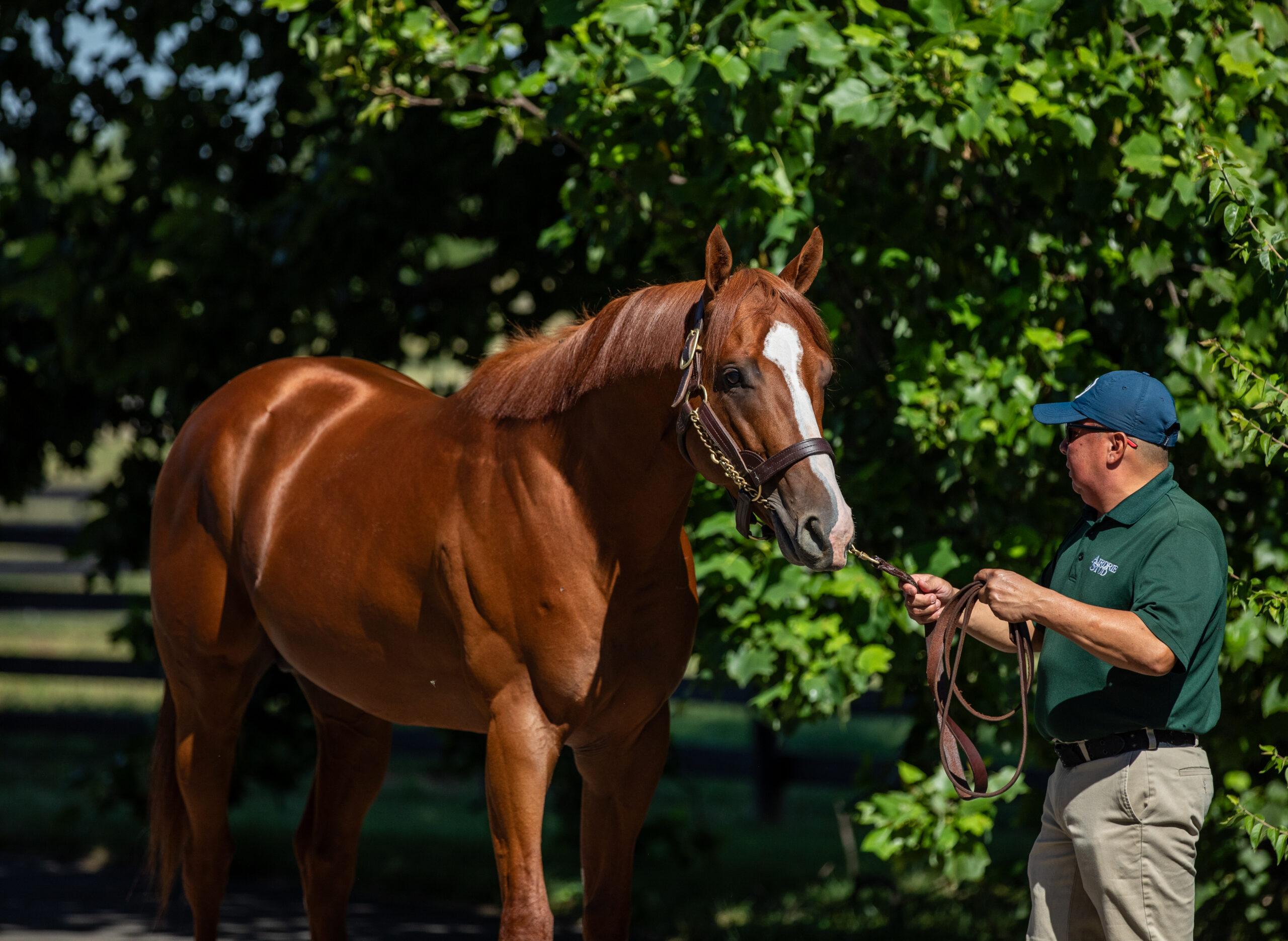Visit Airdrie Stud - Visit Horse Country