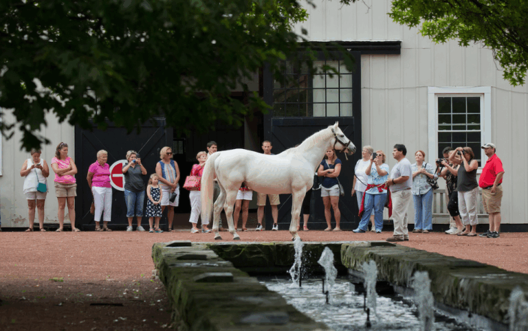 The Sport of Kings: Stallion Farms in Kentucky - Visit Horse Country