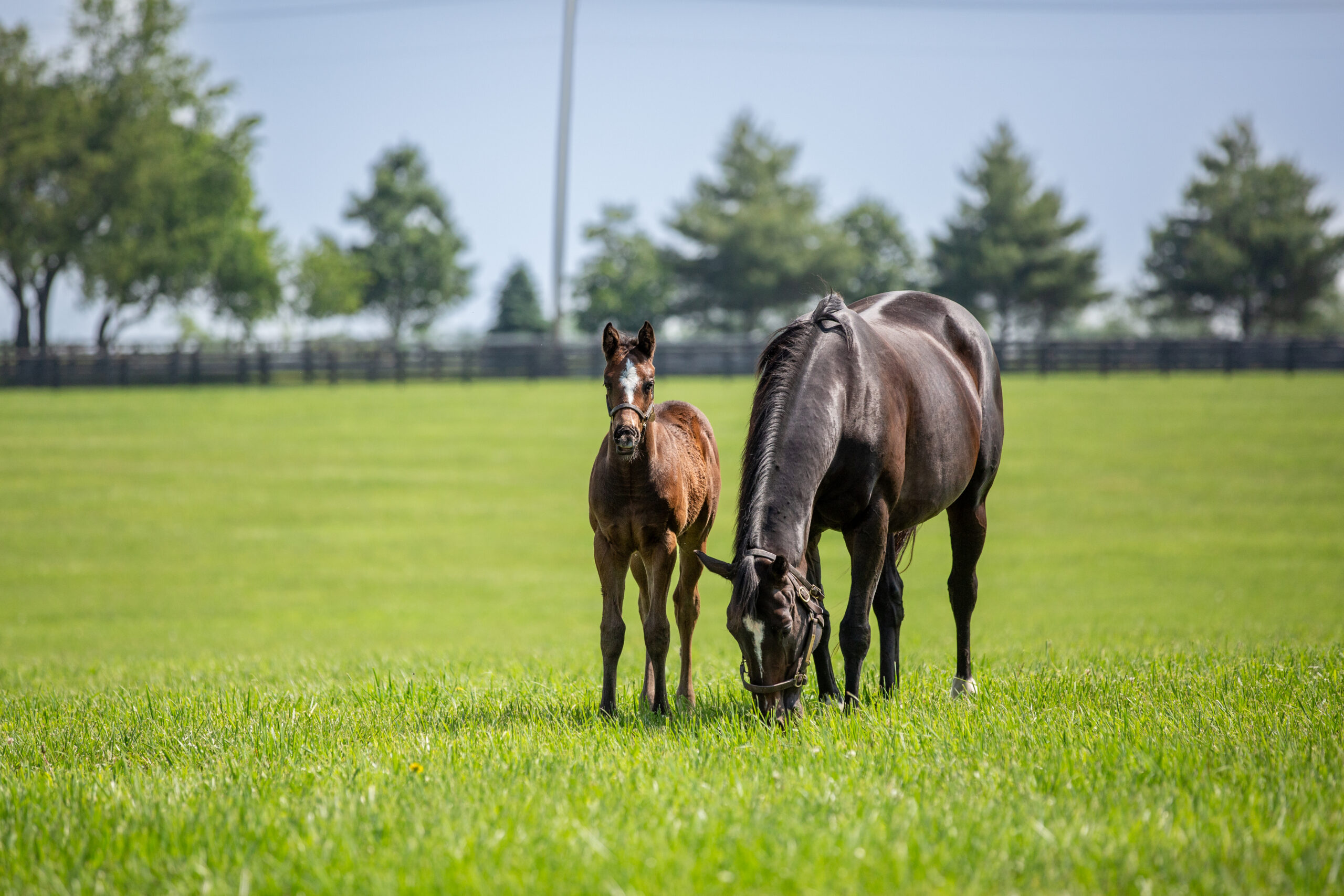 Spendthrift Farm Shuttle Tour - Visit Horse Country